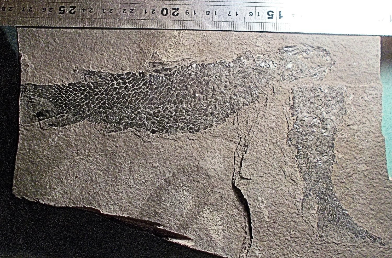 Fine complete Osteolepis macrolepidotus with partial: Devonian of ...