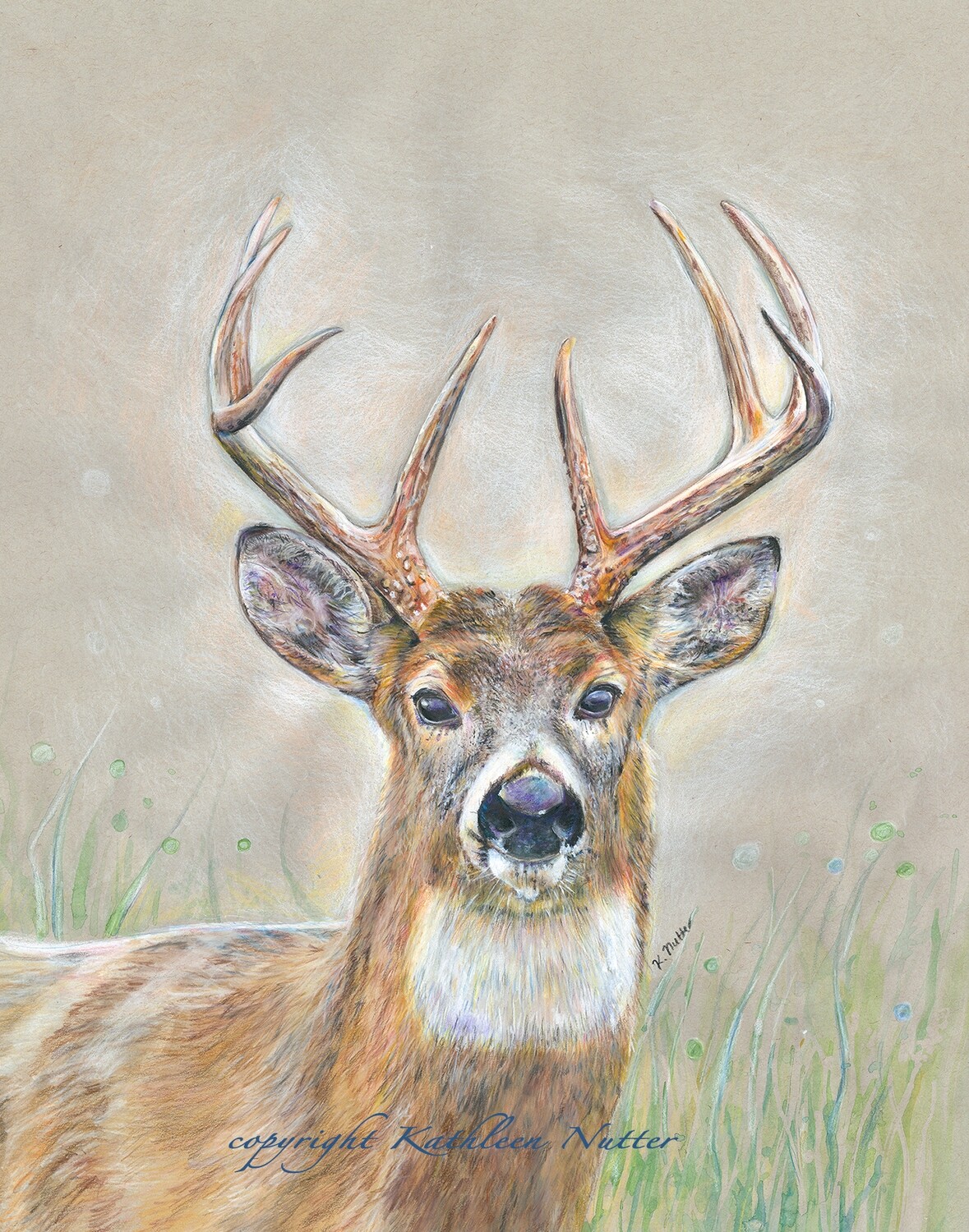 Whitetail Buck Drawing Original Pencil Drawingbuck Deer