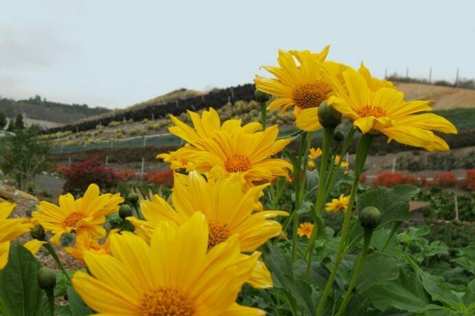 Tithonia diversifolia