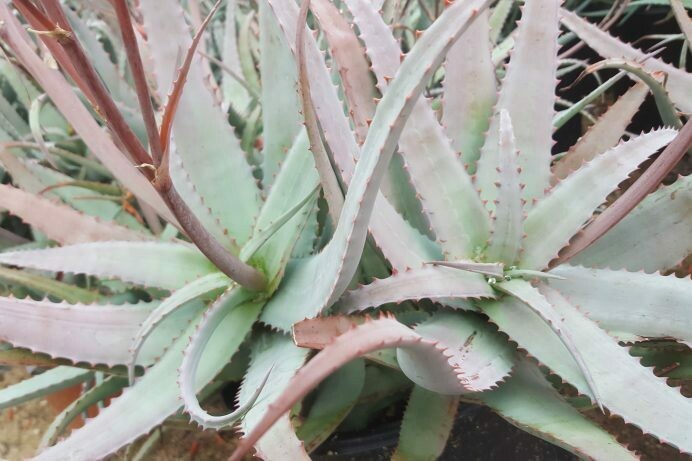 Aloe acutissima