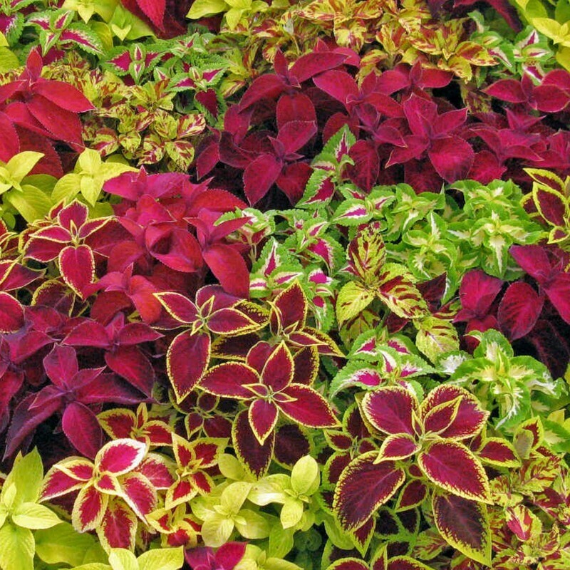 Coleus: Rainbow Mix