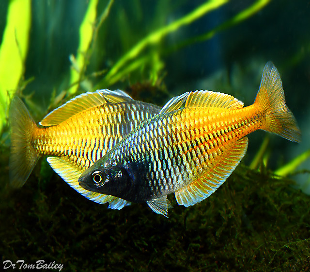 Premium Boesemani Rainbowfish Size 1 To 1 5 premium-boesemani-rainbowfish-size-1-to-1-5