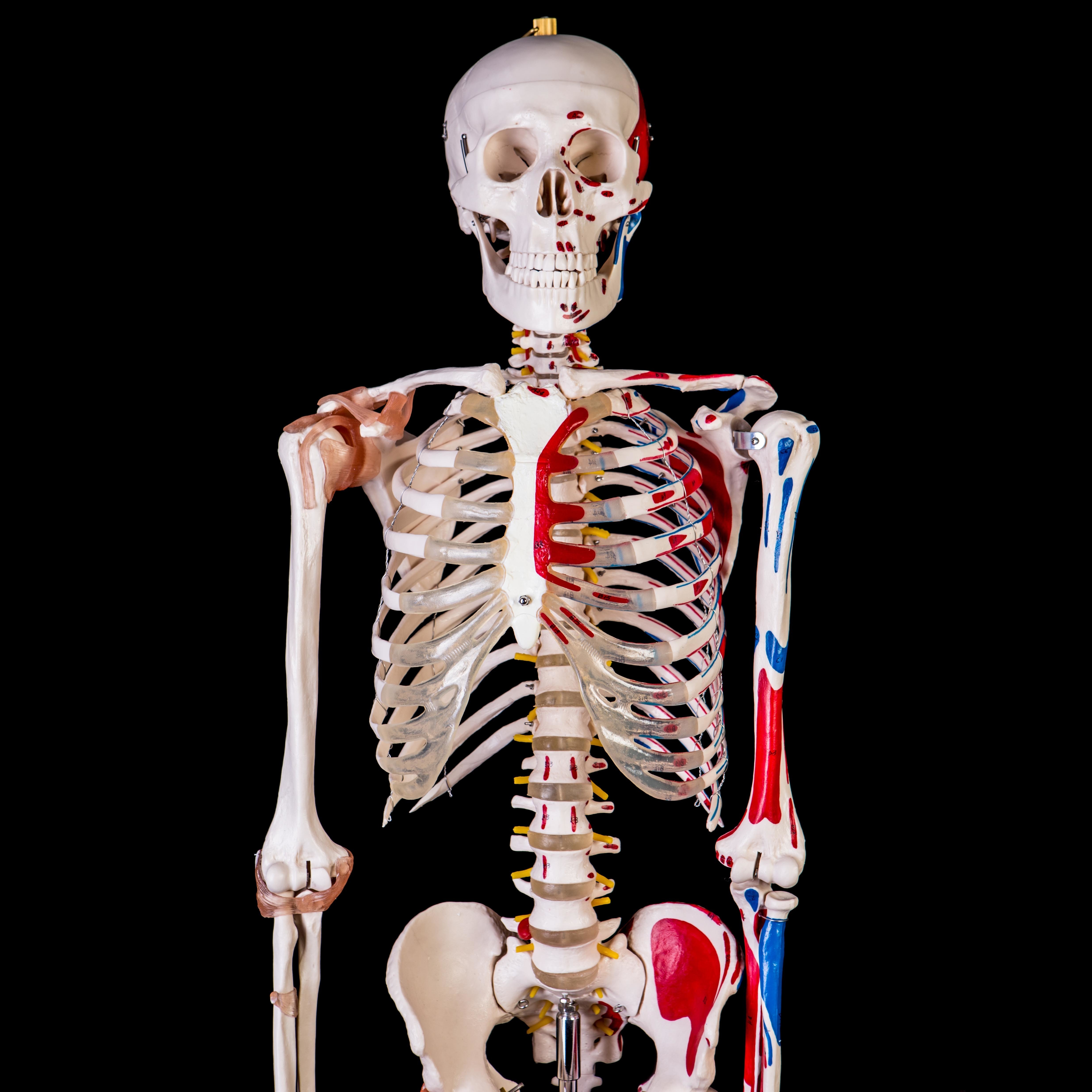 Advanced 180cm Tall Life-Size Human Anatomical Skeleton Model with ...