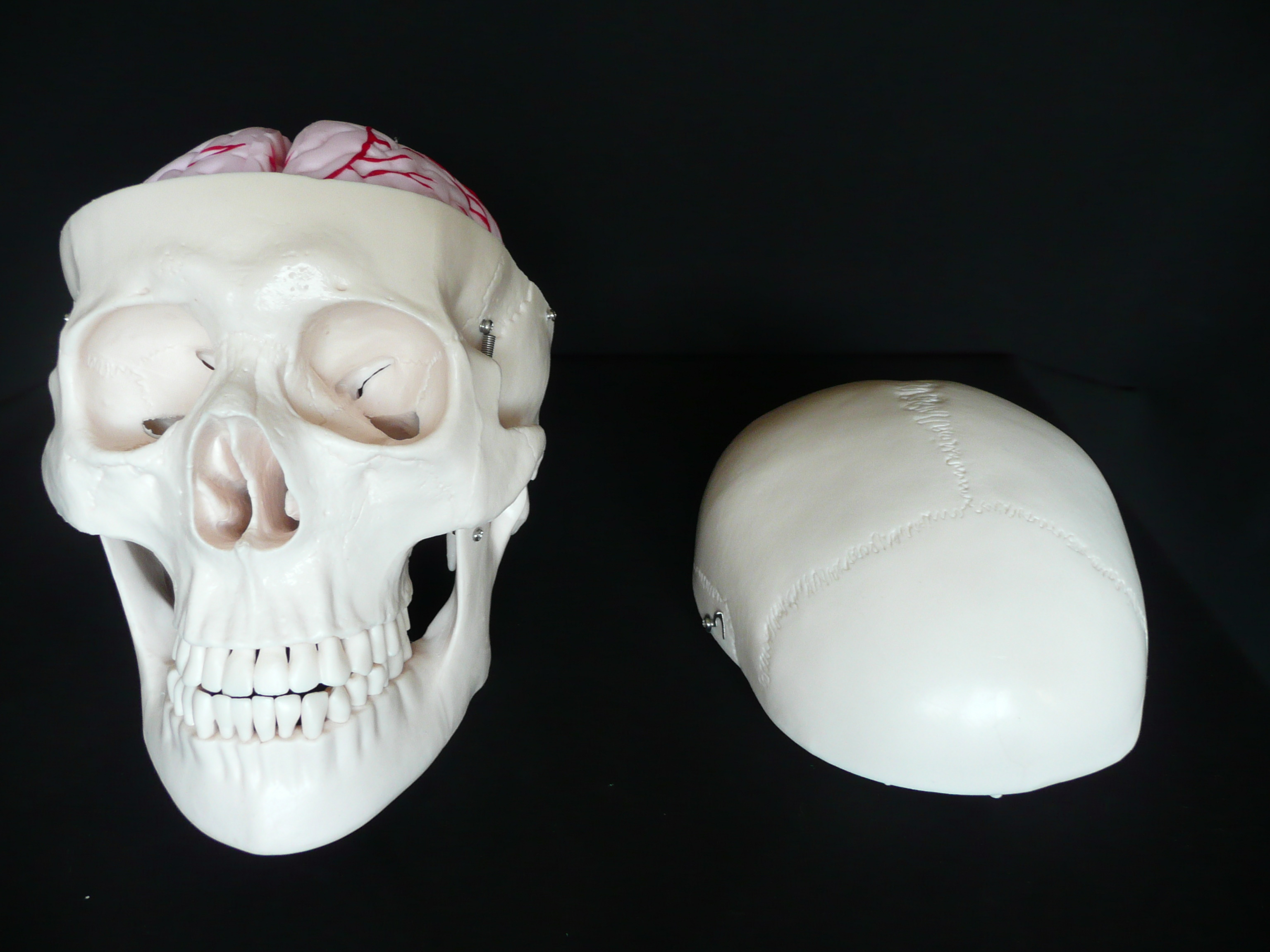Advanced Anatomical Human Skull with Brain Model | Brain Models ...