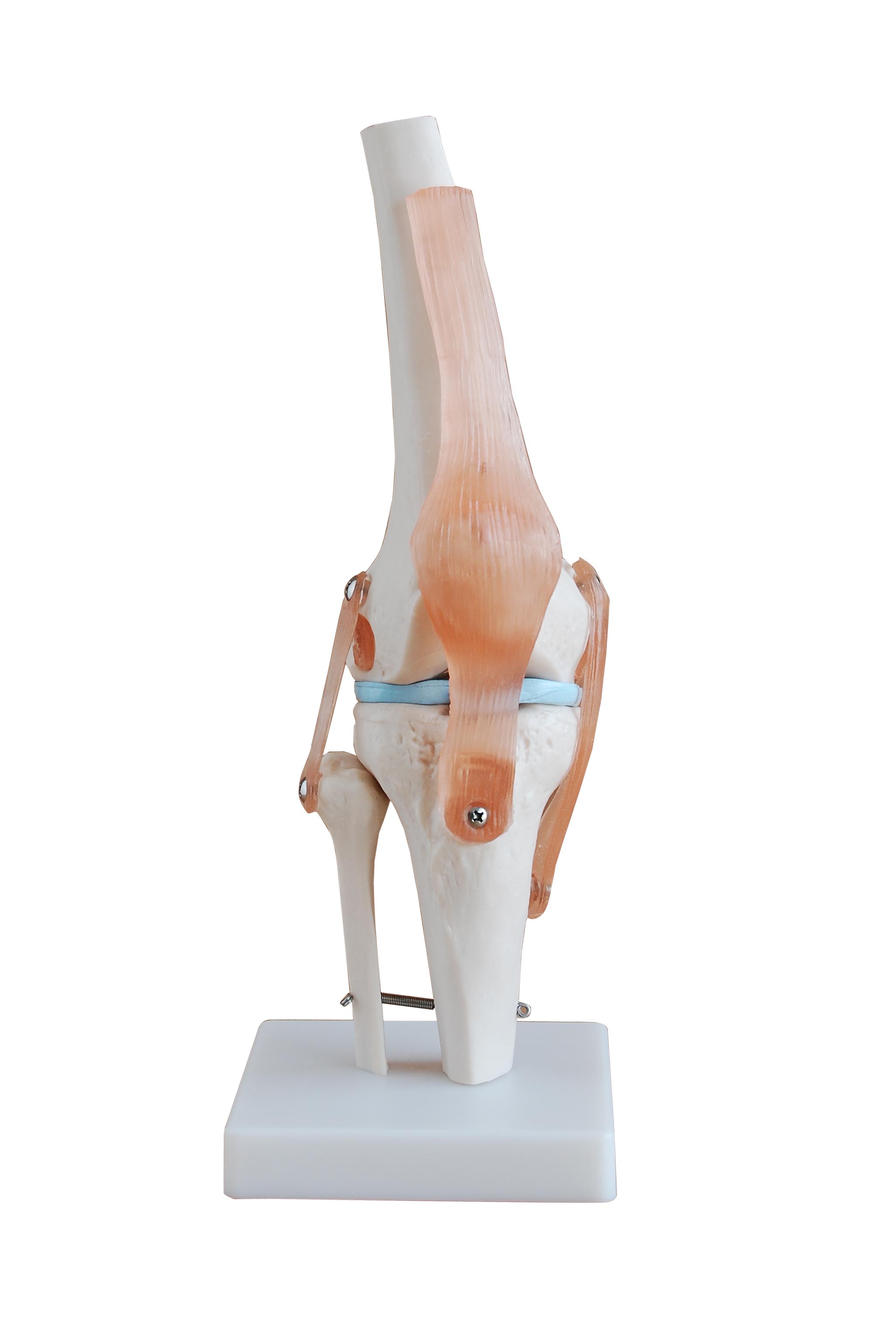 Life-Size Anatomical Human Knee Joint Model | Joints – Products ...