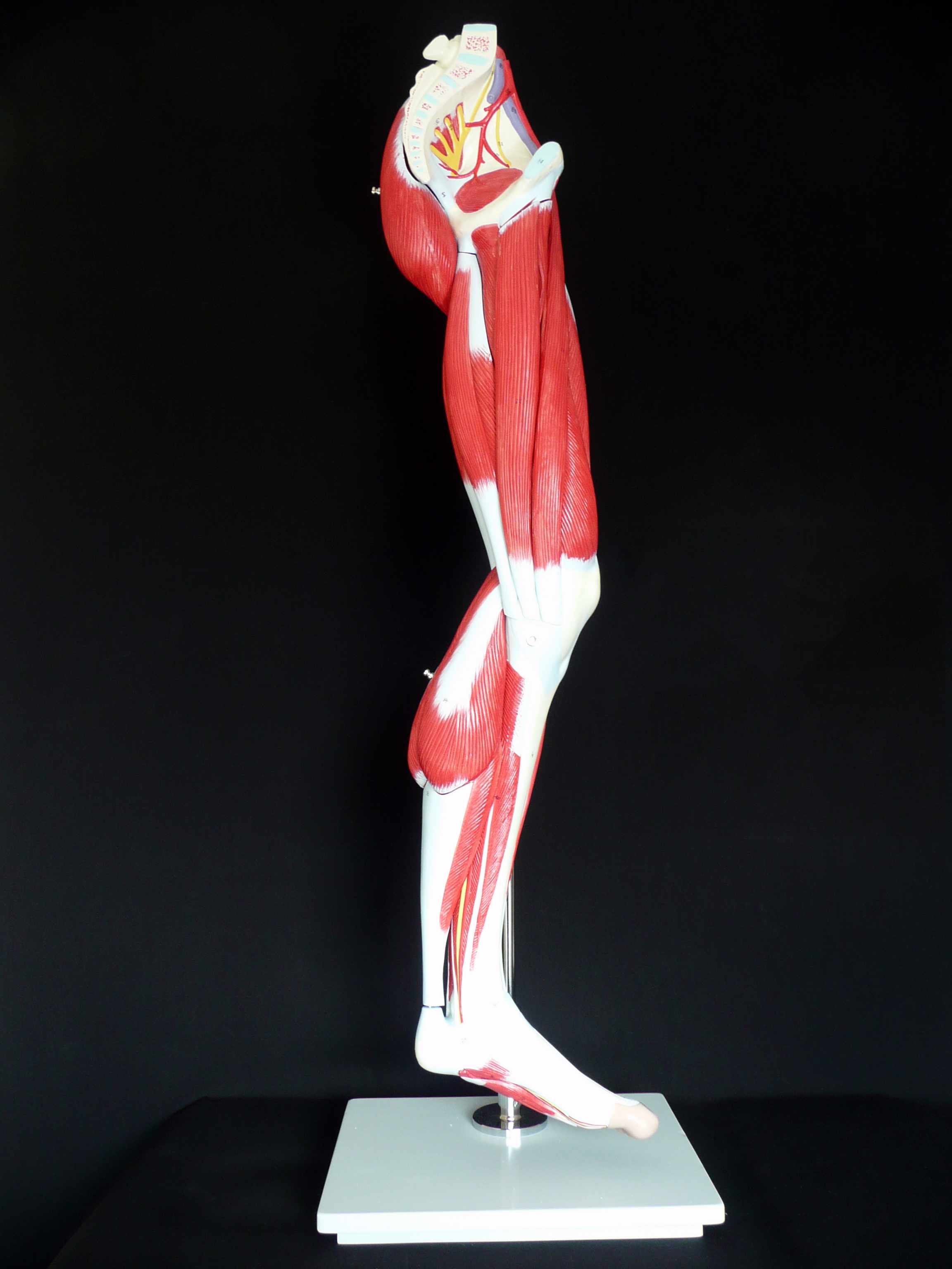 Life-Size Anatomical Human Leg Muscle Model | Muscle Models – Products ...