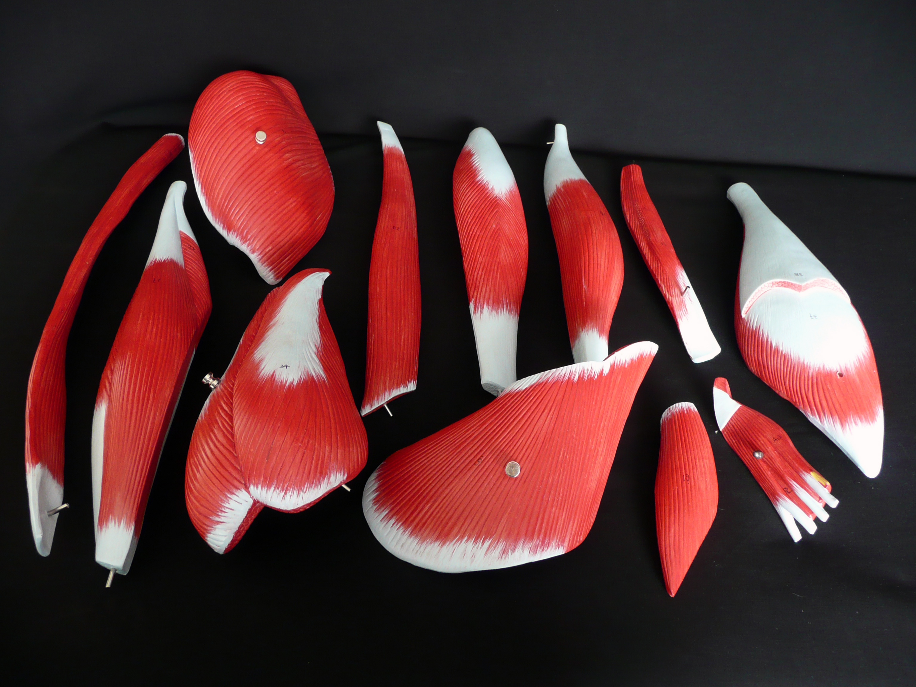 Life-Size Anatomical Human Leg Muscle Model | Muscle Models – Products ...