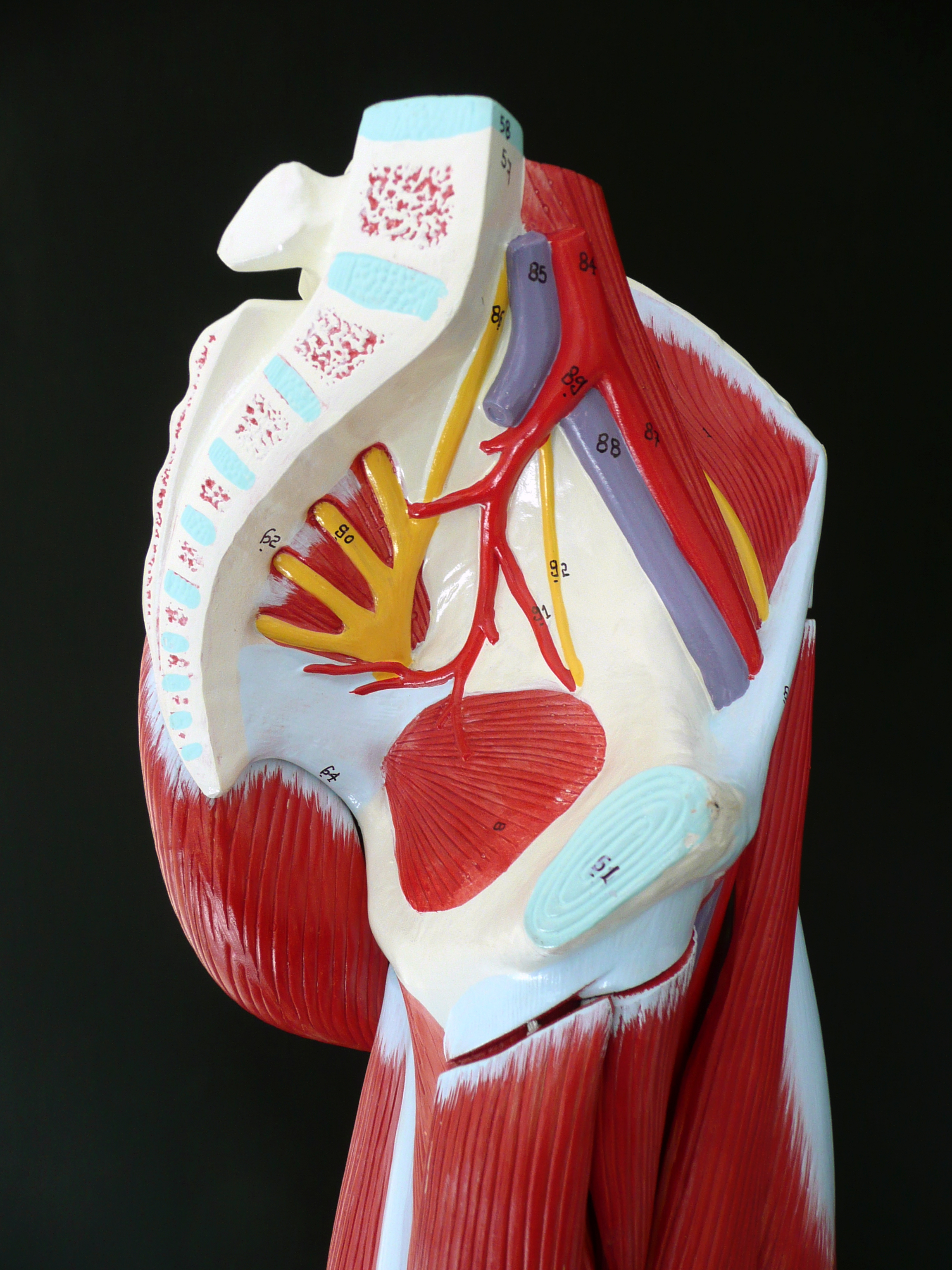 Life-Size Anatomical Human Leg Muscle Model | Muscle Models – Products ...