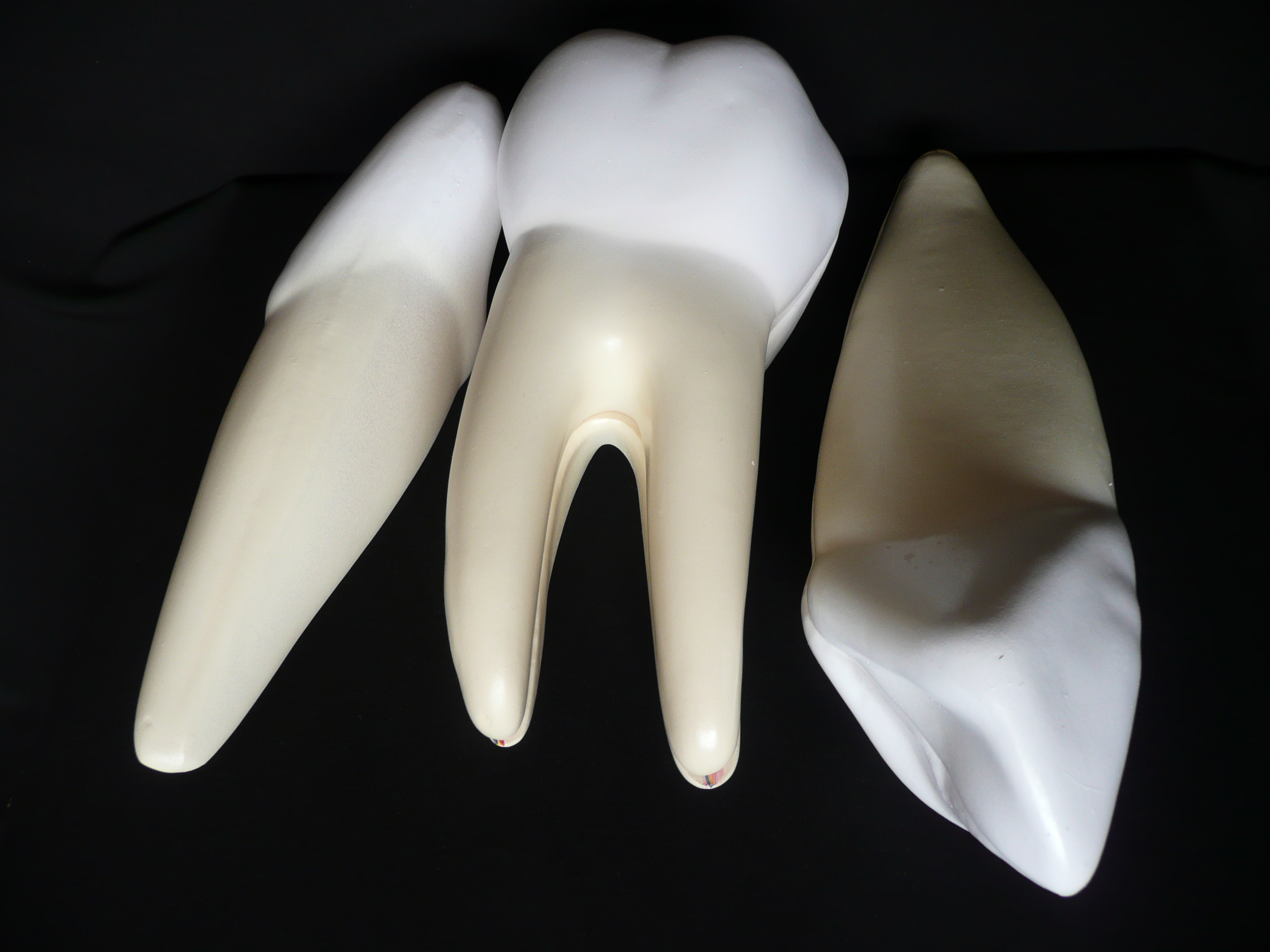 Anatomical Human Enlarged Teeth Set Model | Teeth Models – Products ... Anatomical Human Enlarged Teeth Set Model | Teeth Models – Products ...