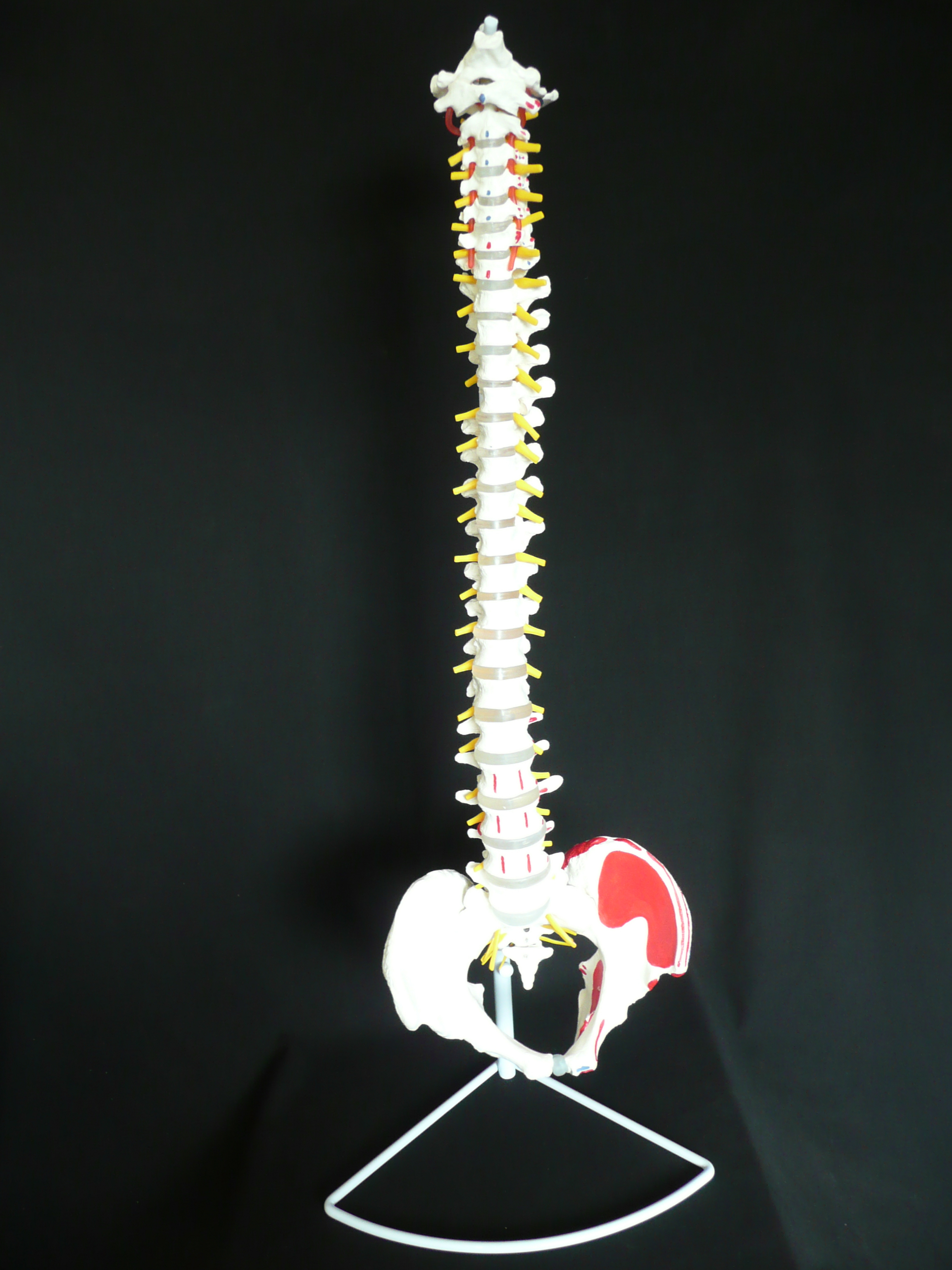 Anatomical Human Vertebral Column Spine Model with Muscle Insertions ...