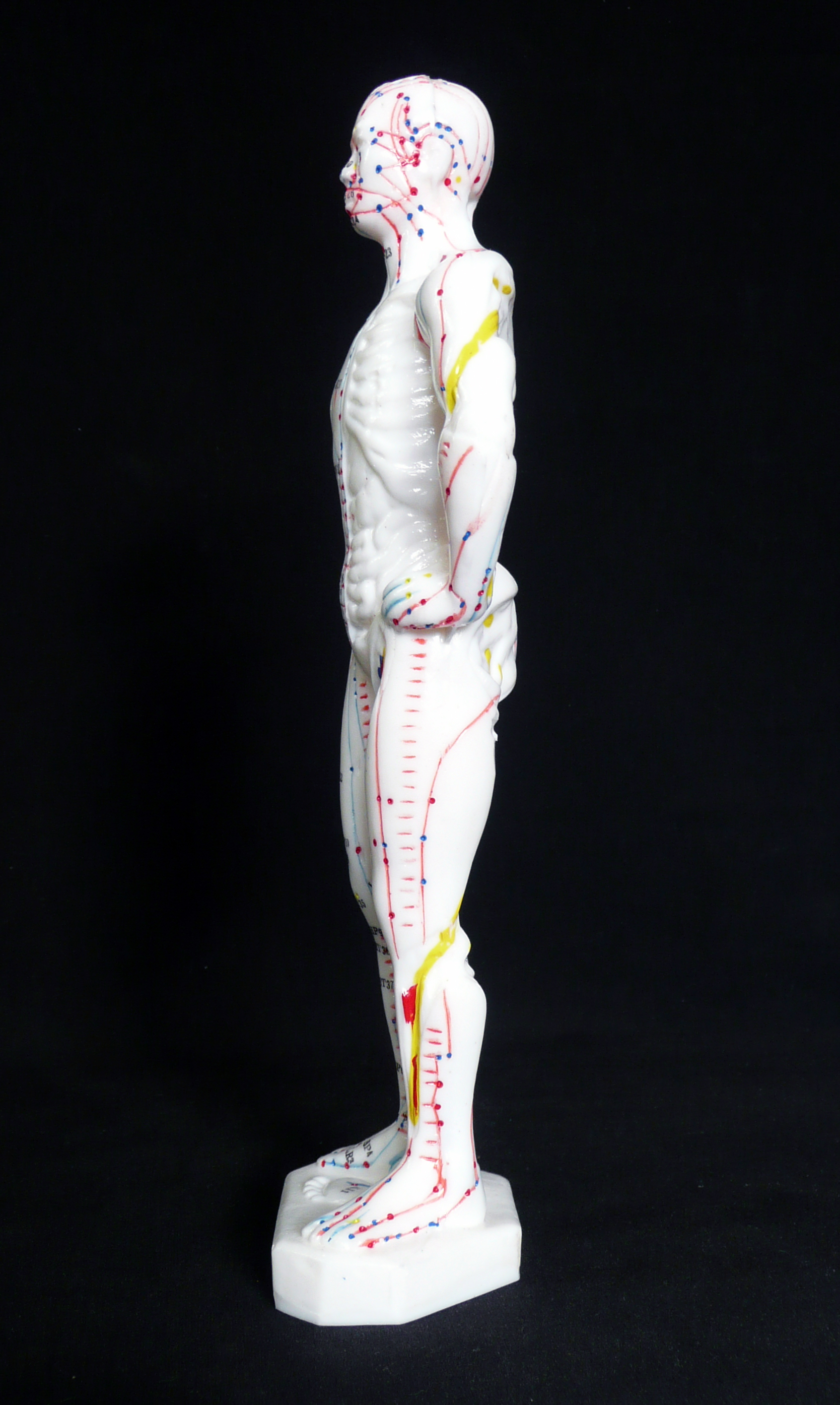 Anatomical Human 26cm Tall Acupuncture Model | Acupuncture Models ...