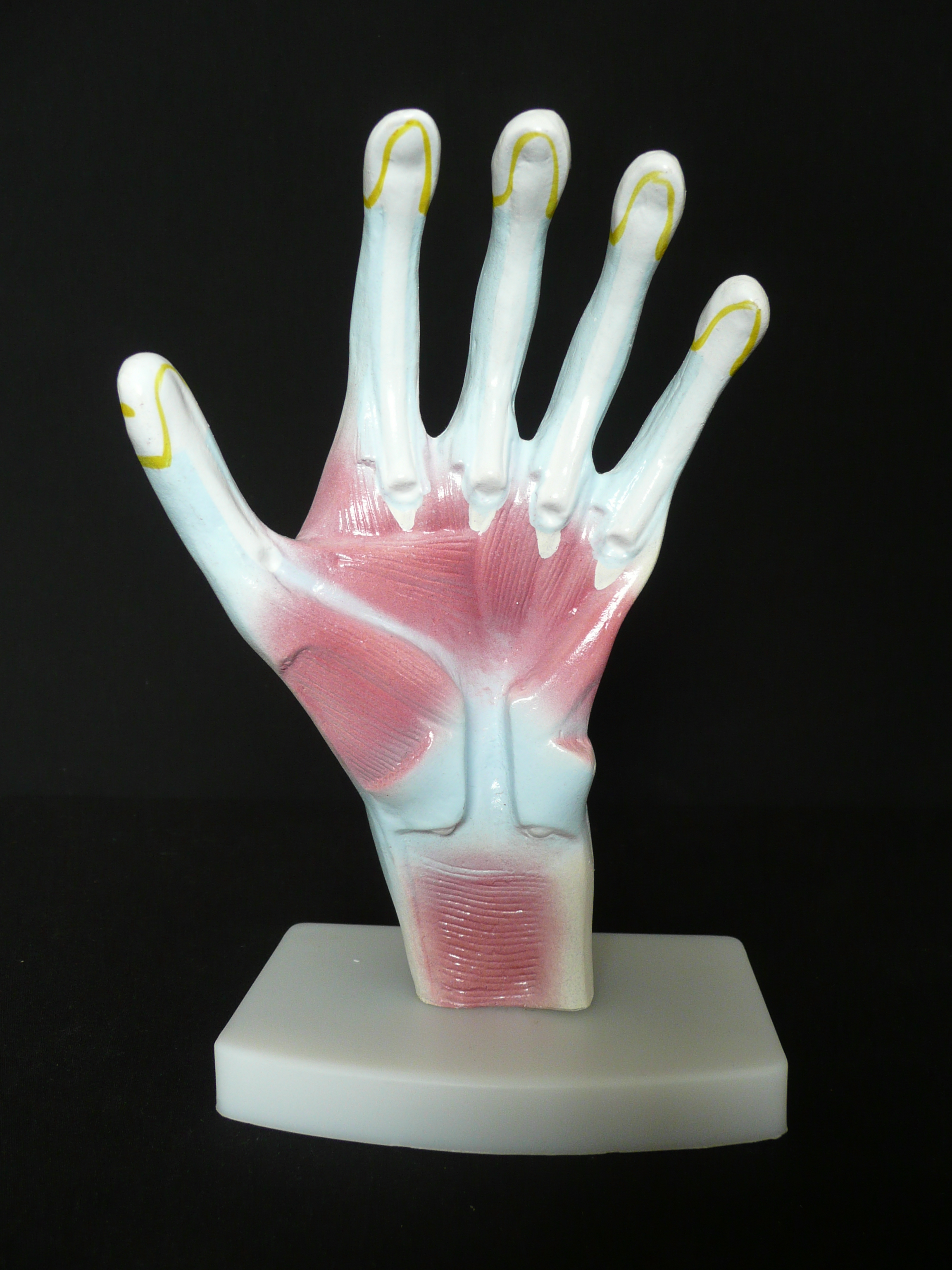 Anatomical Human Hand/Palm Structure Model | Joints – Store – Medical ...