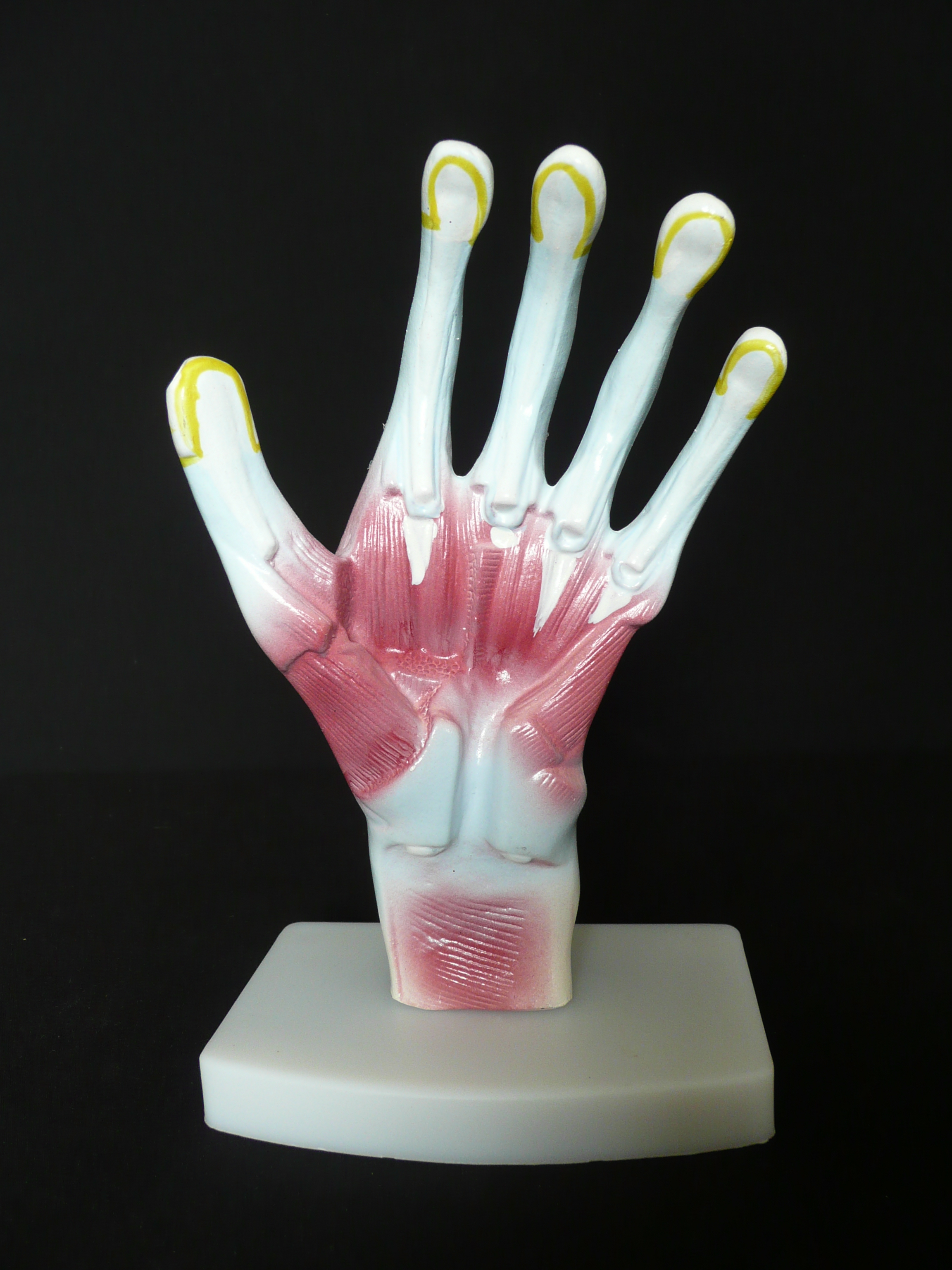 Anatomical Human Hand/Palm Structure Model | Joints – Store – Medical ...