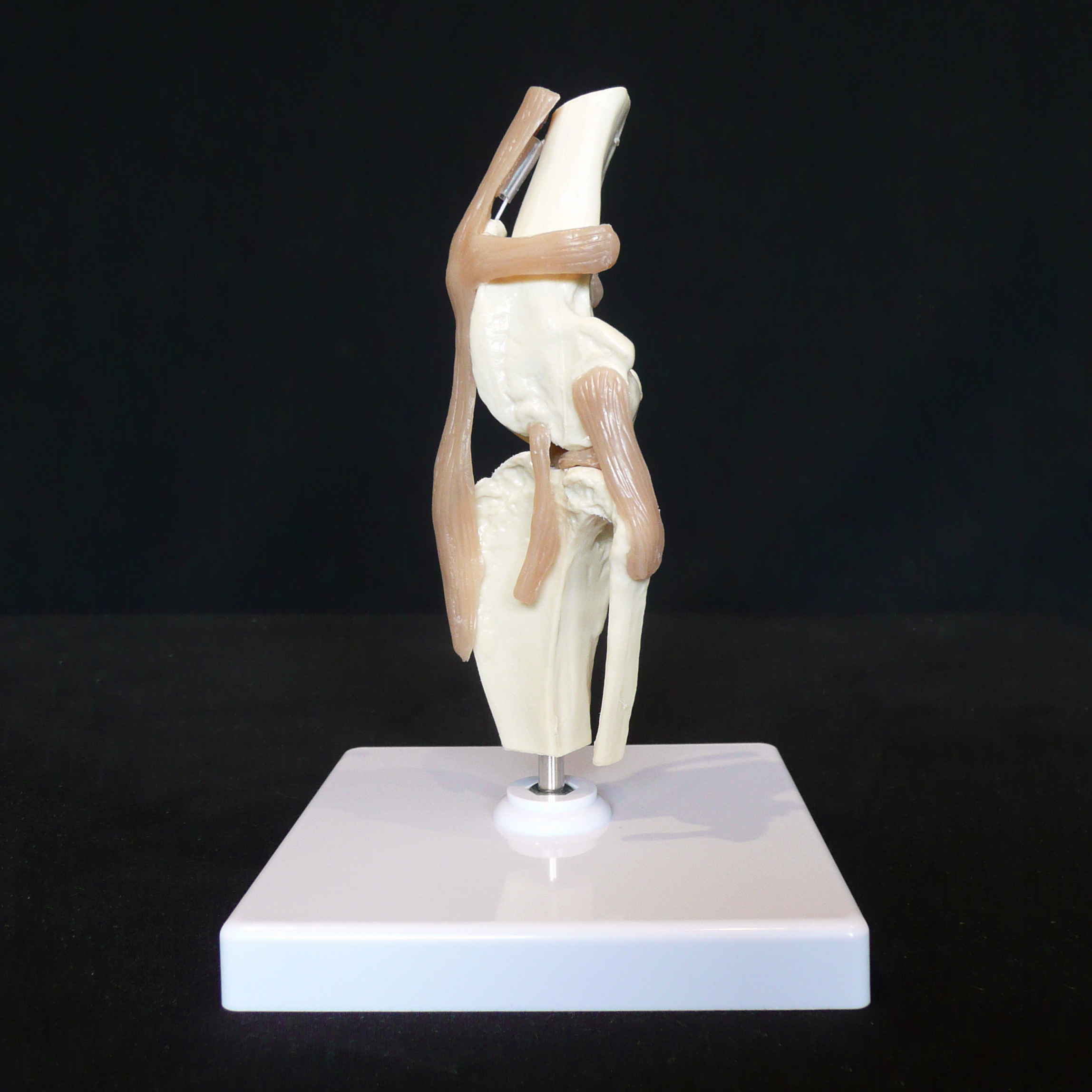 Anatomical Canine/Dog Knee Joint Model | Animal Models – Products ... Anatomical Canine/Dog Knee Joint Model | Animal Models – Products ...