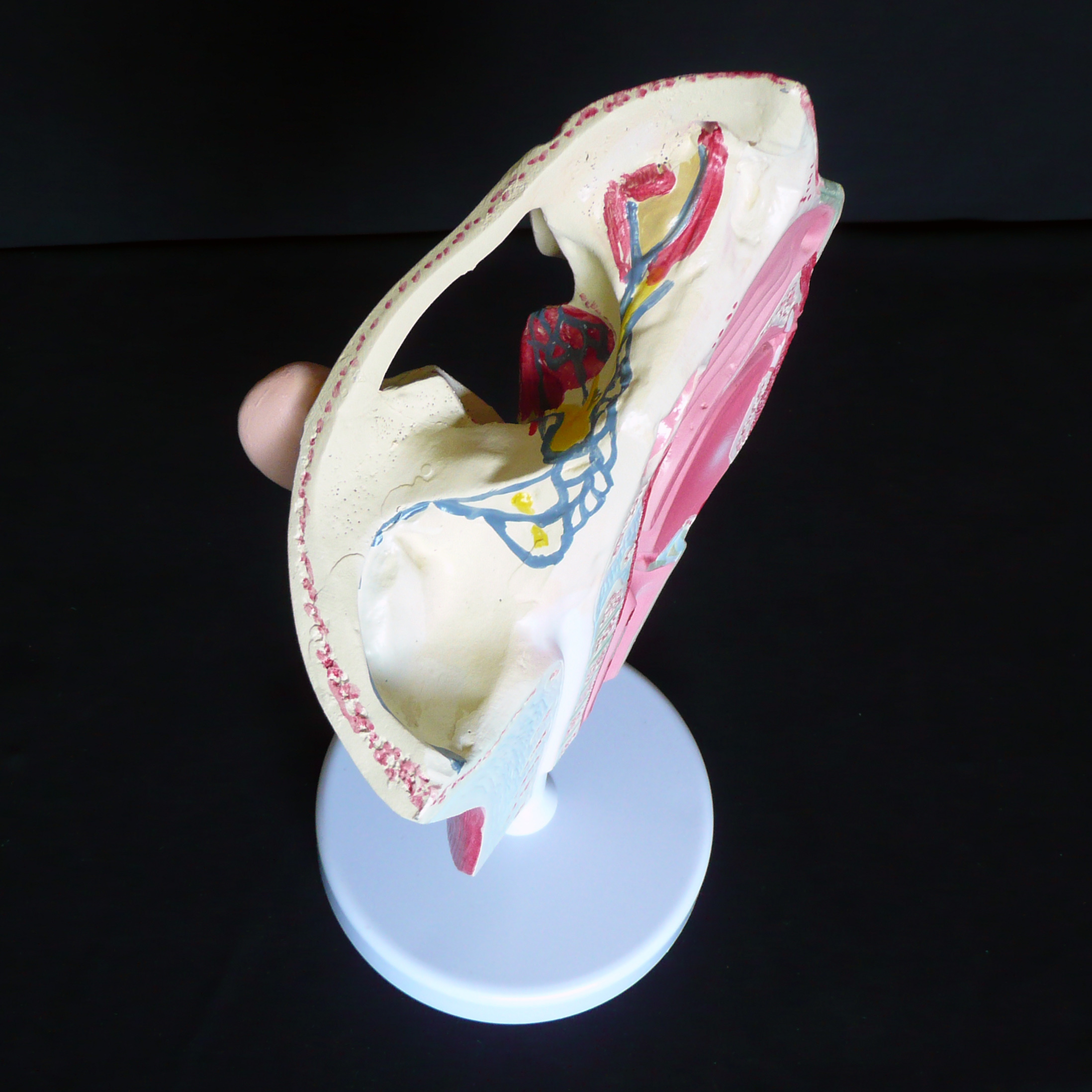 Anatomical Human Set of Three Head Cross-Section Models | Muscle Models ...