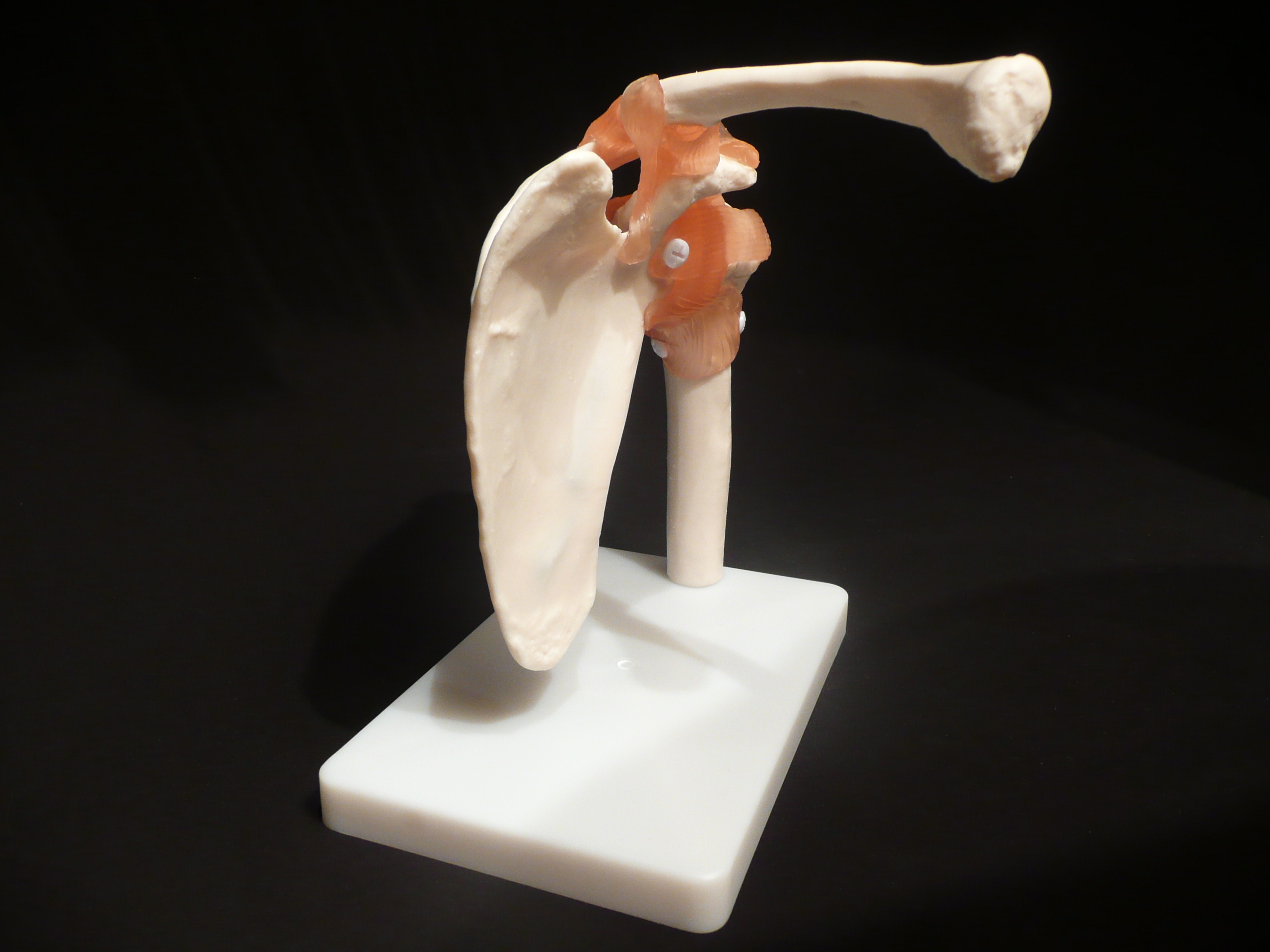 Life-Size Anatomical Human Shoulder Joint Model | Joints – Products ...