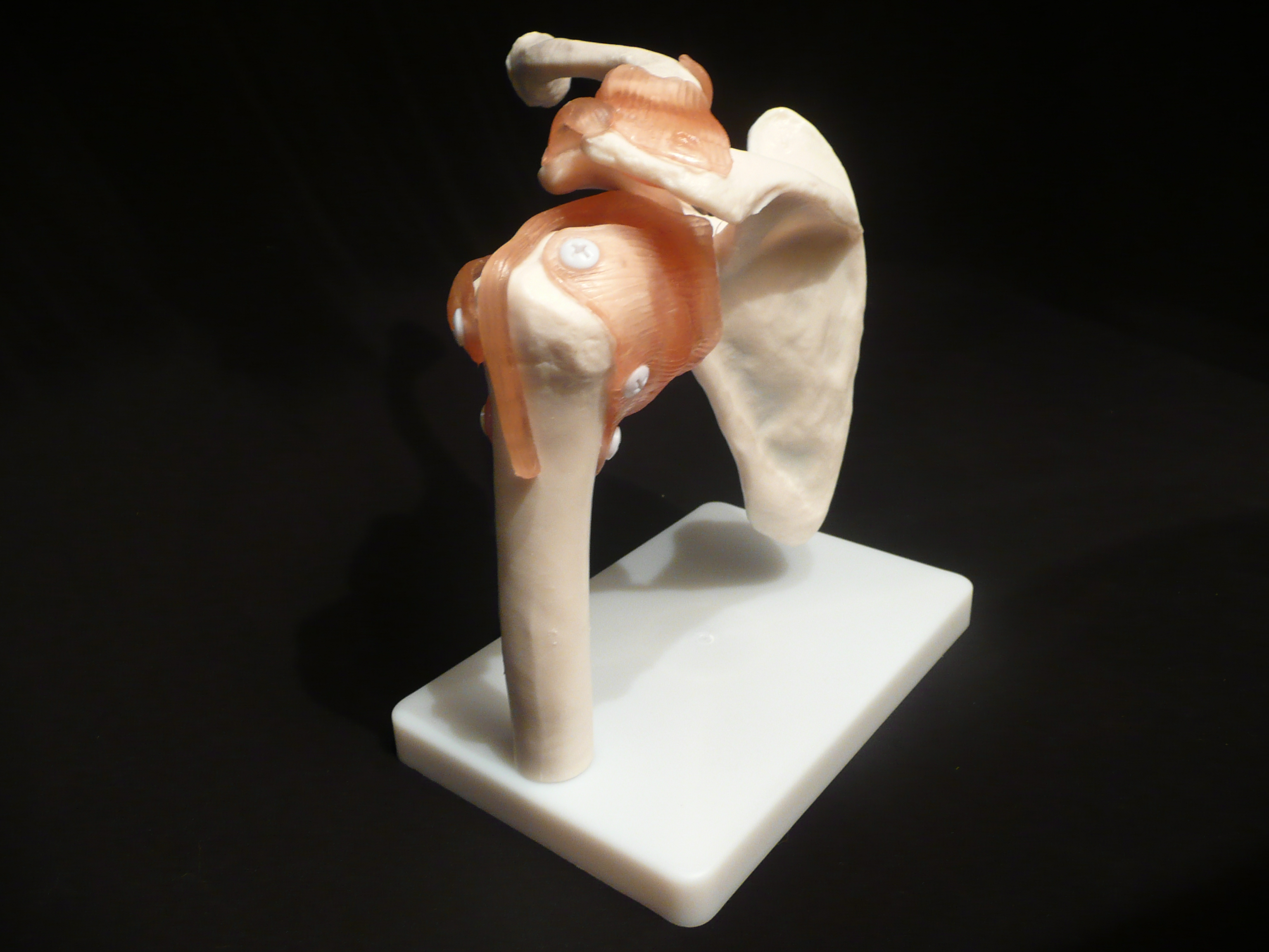 Life-Size Anatomical Human Shoulder Joint Model | Joints – Products ...