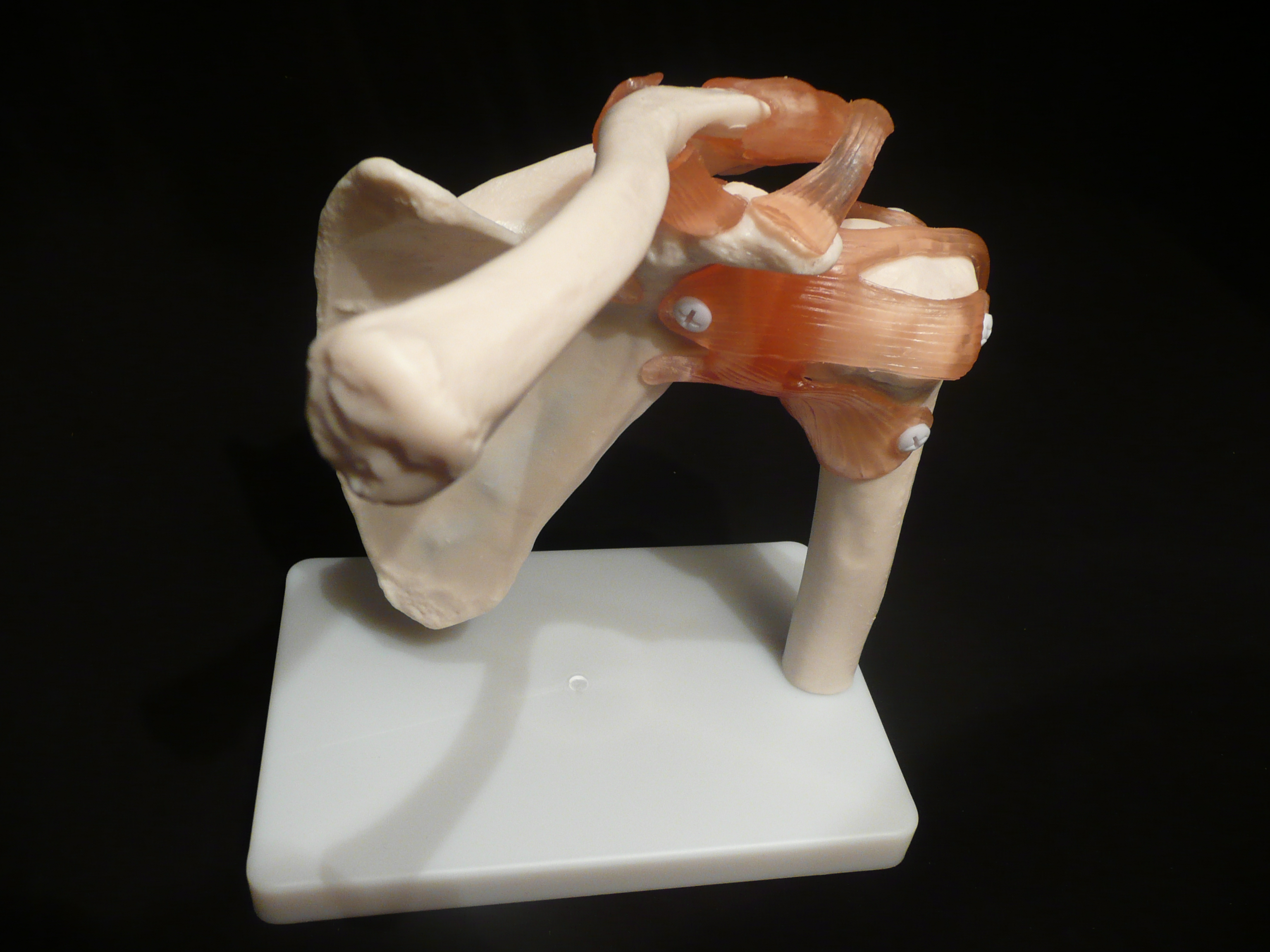 Life-Size Anatomical Human Shoulder Joint Model | Joints – Products ...