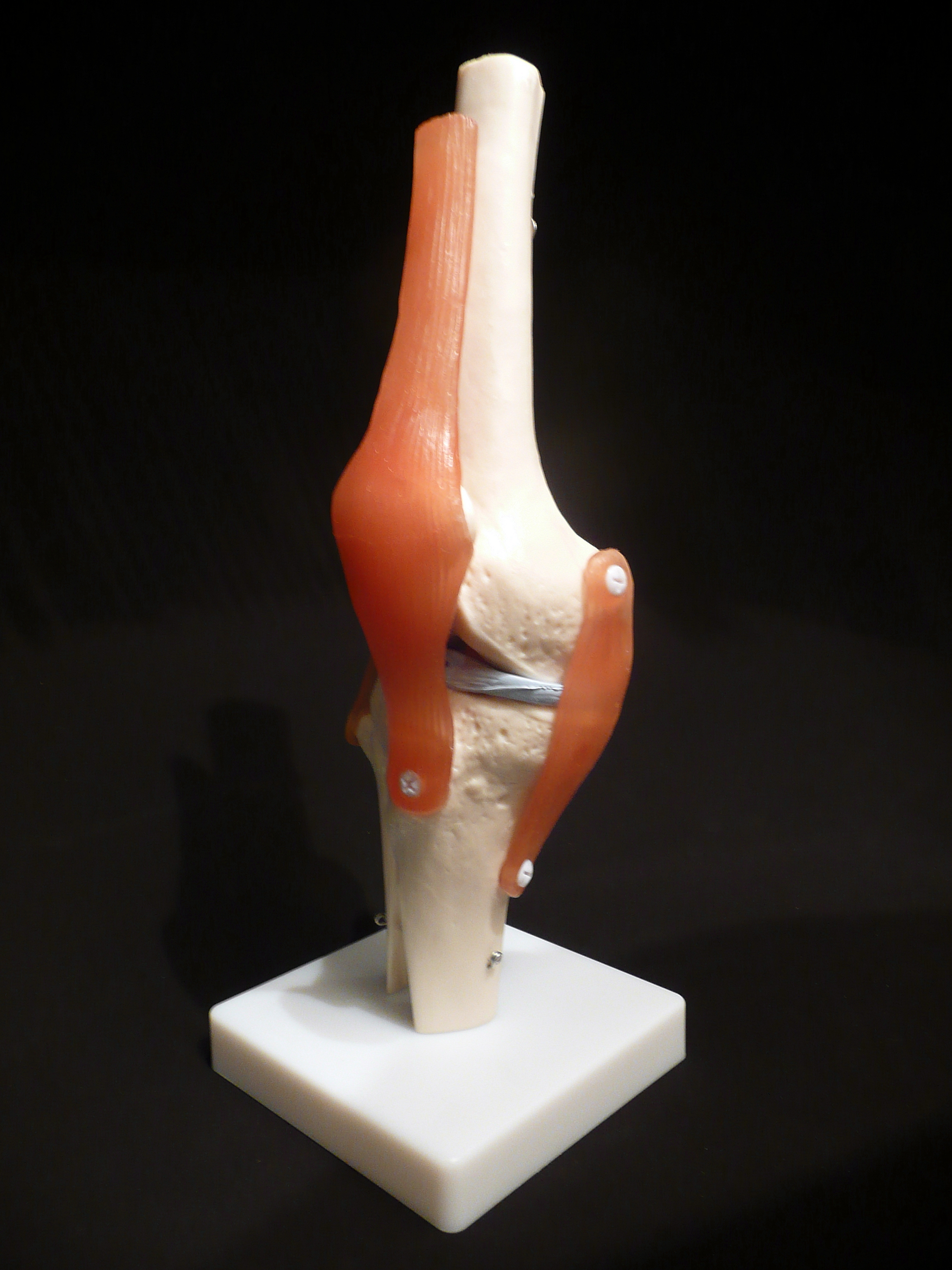 Life-Size Anatomical Human Knee Joint Model | Joints – Products ...
