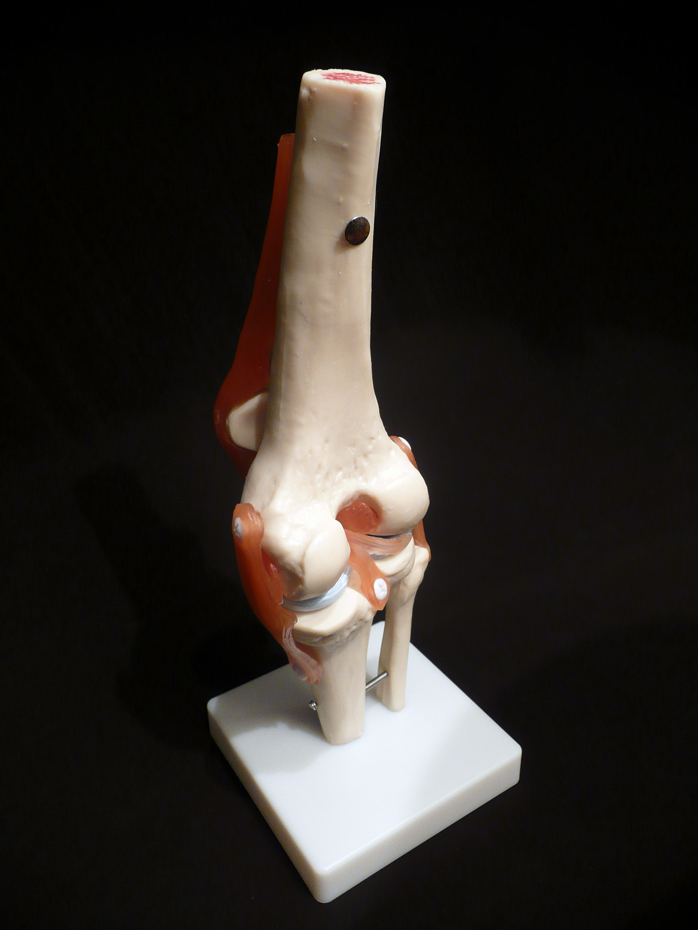 Life-Size Anatomical Human Knee Joint Model | Joints – Products ...