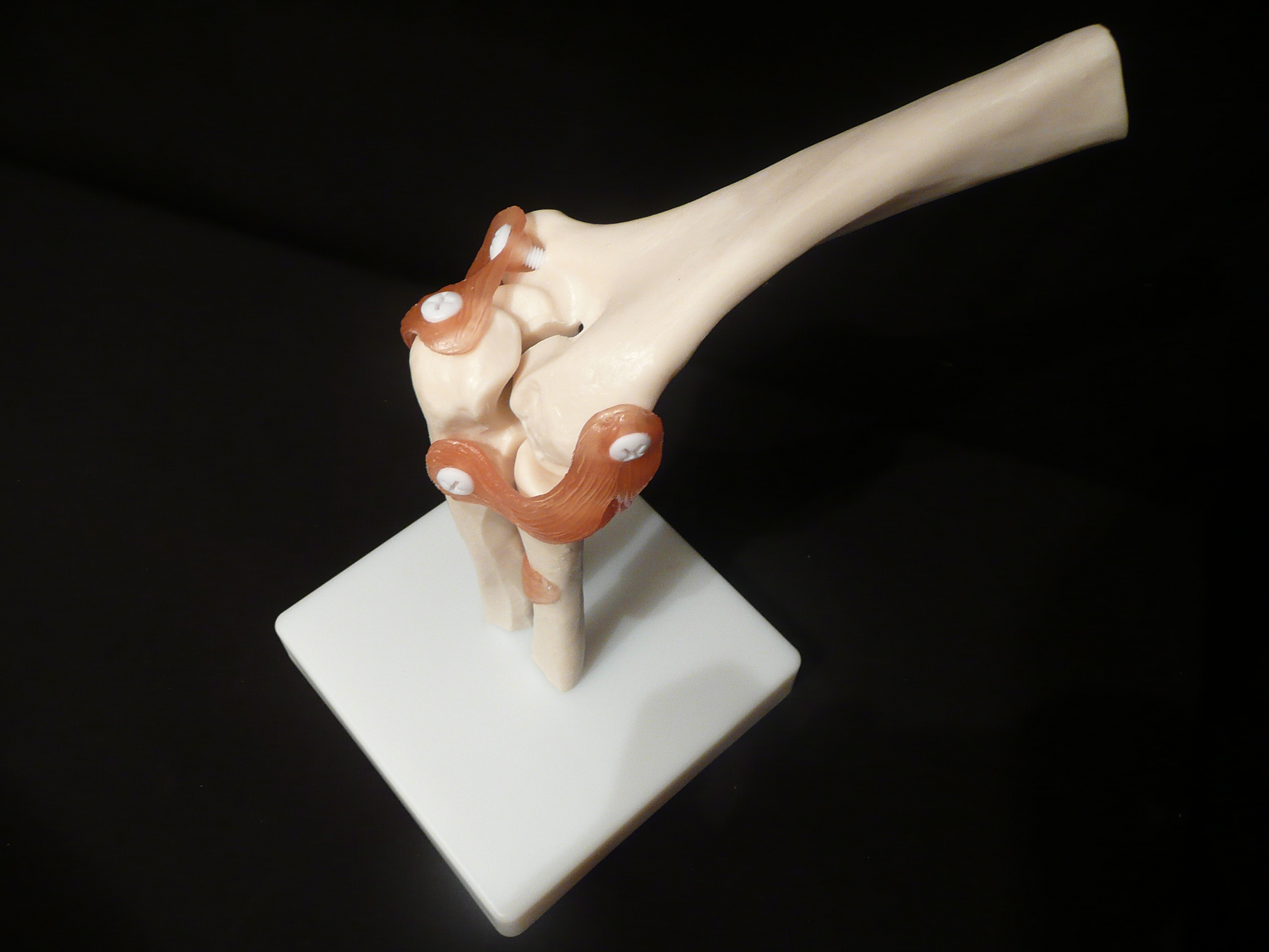 Life-Size Anatomical Human Elbow Joint Model | Joints – Products ...