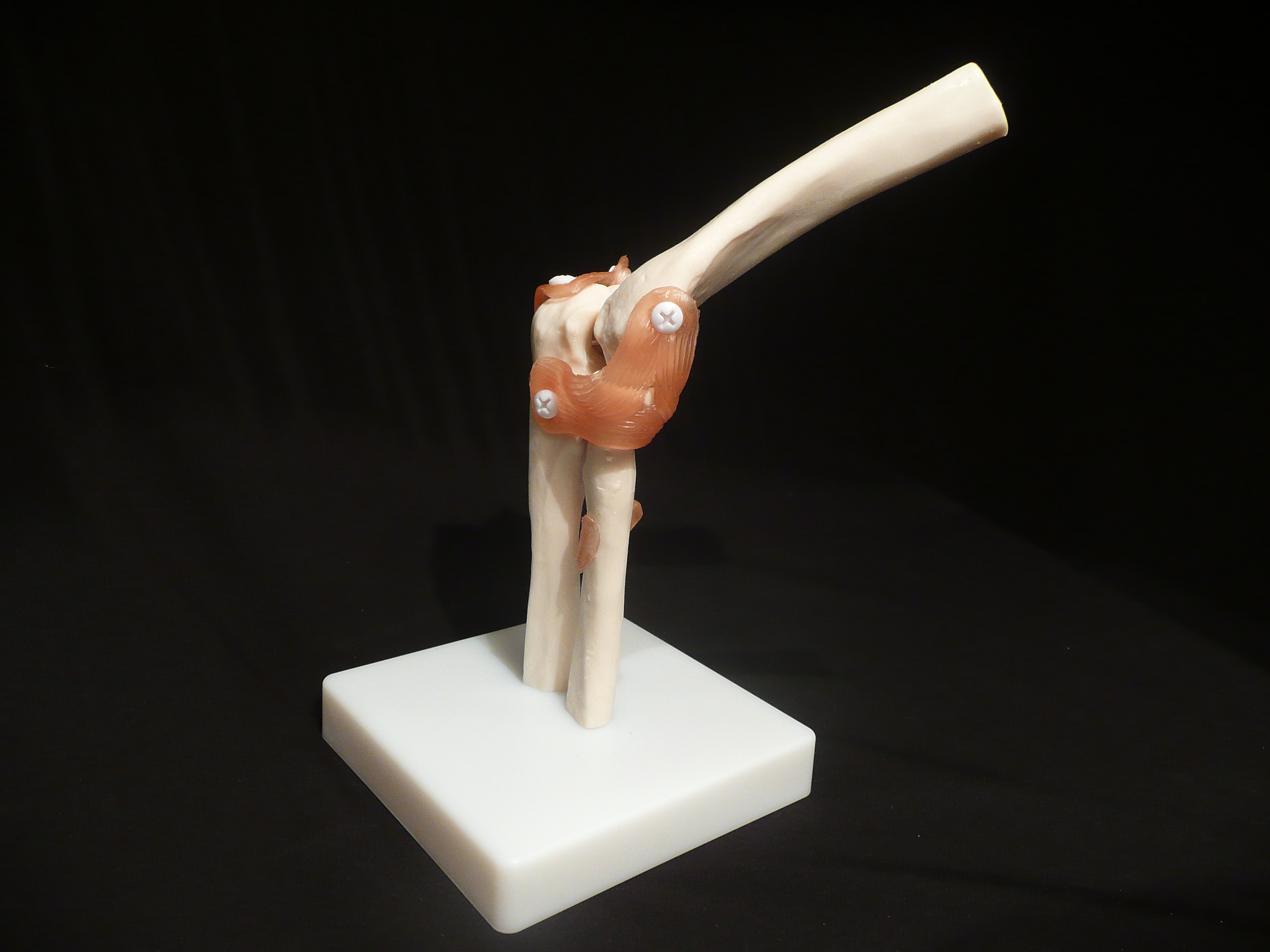 Life-Size Anatomical Human Elbow Joint Model | Joints – Products ...