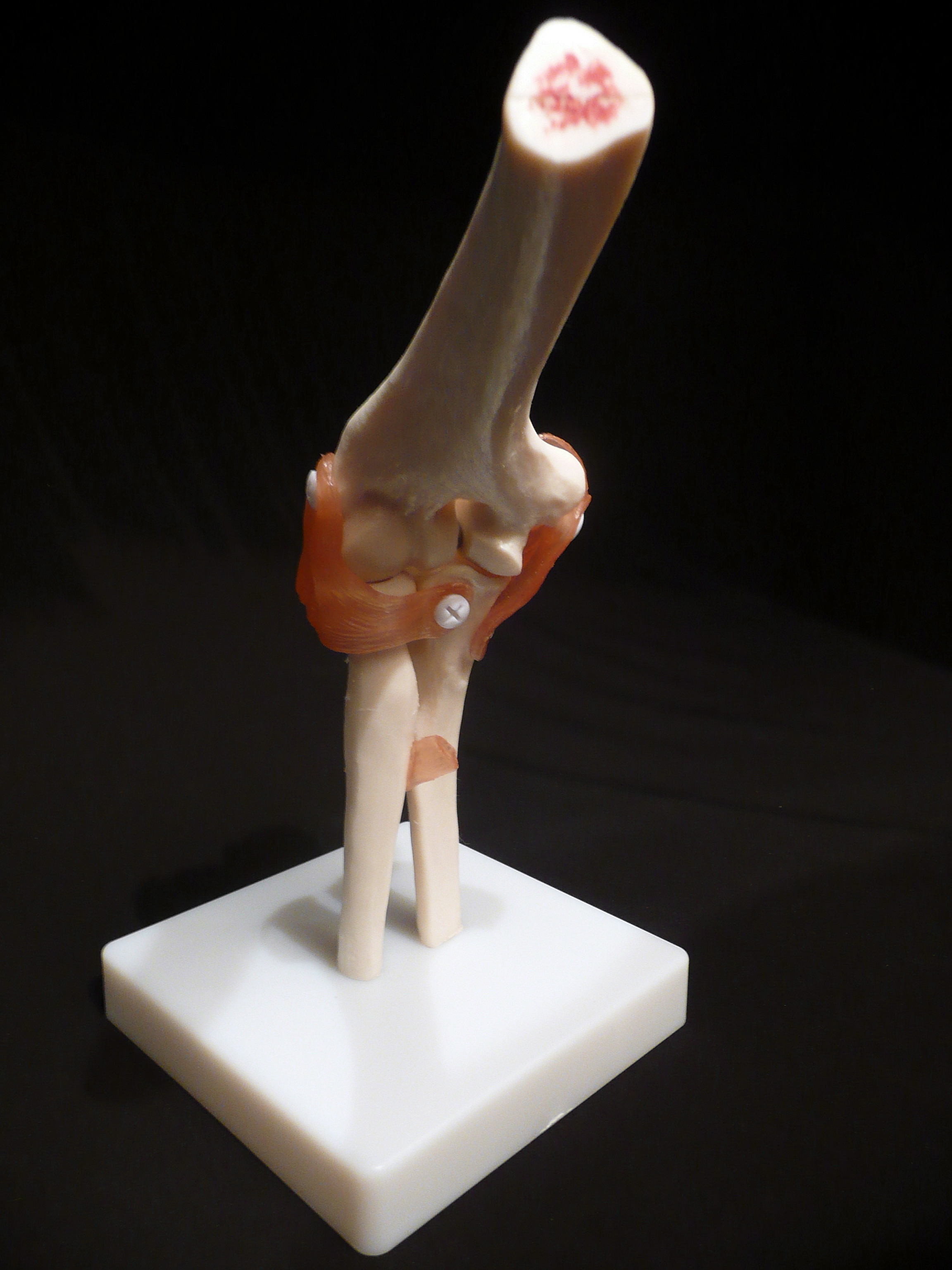 Life-Size Anatomical Human Elbow Joint Model | Joints – Products ...