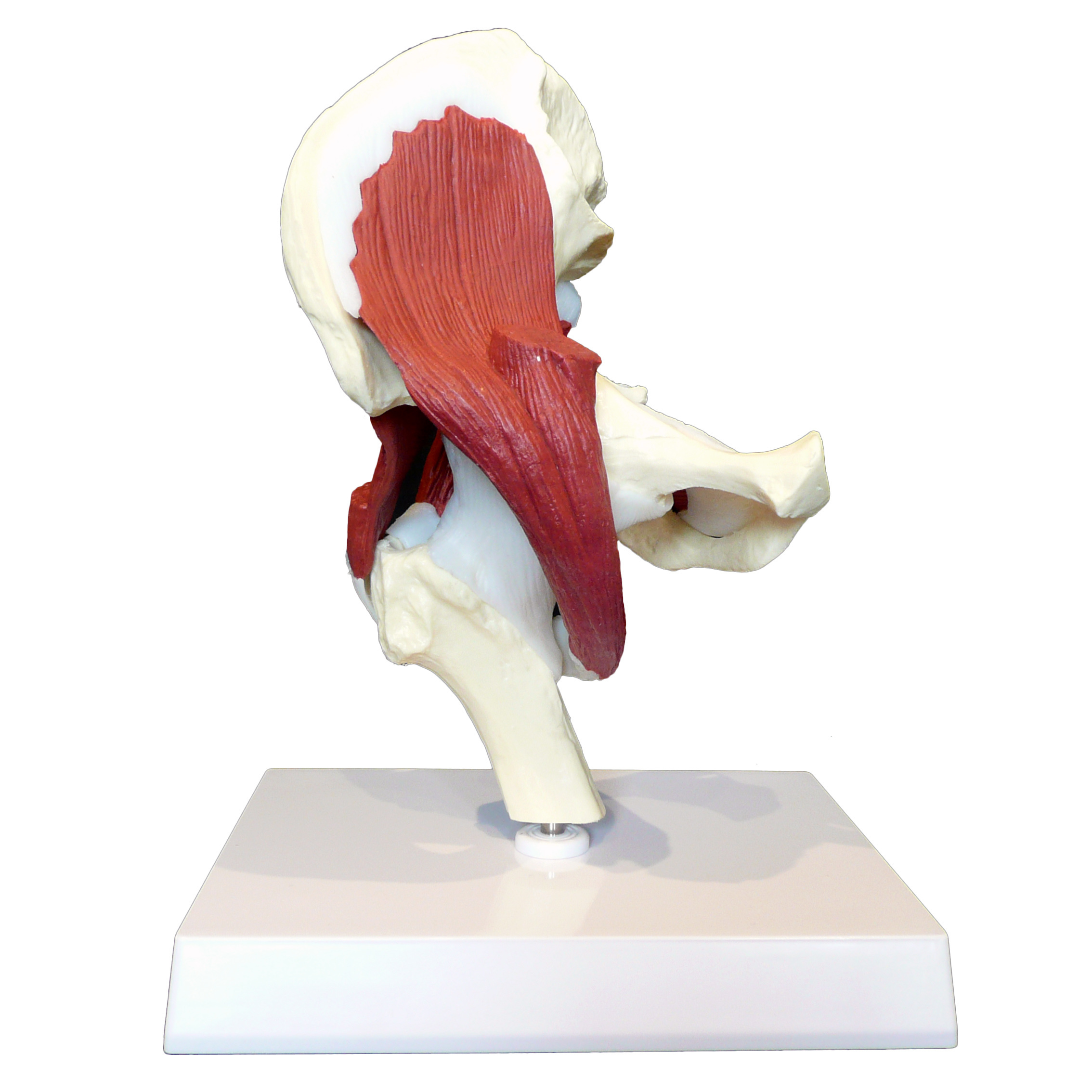 Anatomical Human Advanced Hip Joint Muscle Model | Joints – Products ...