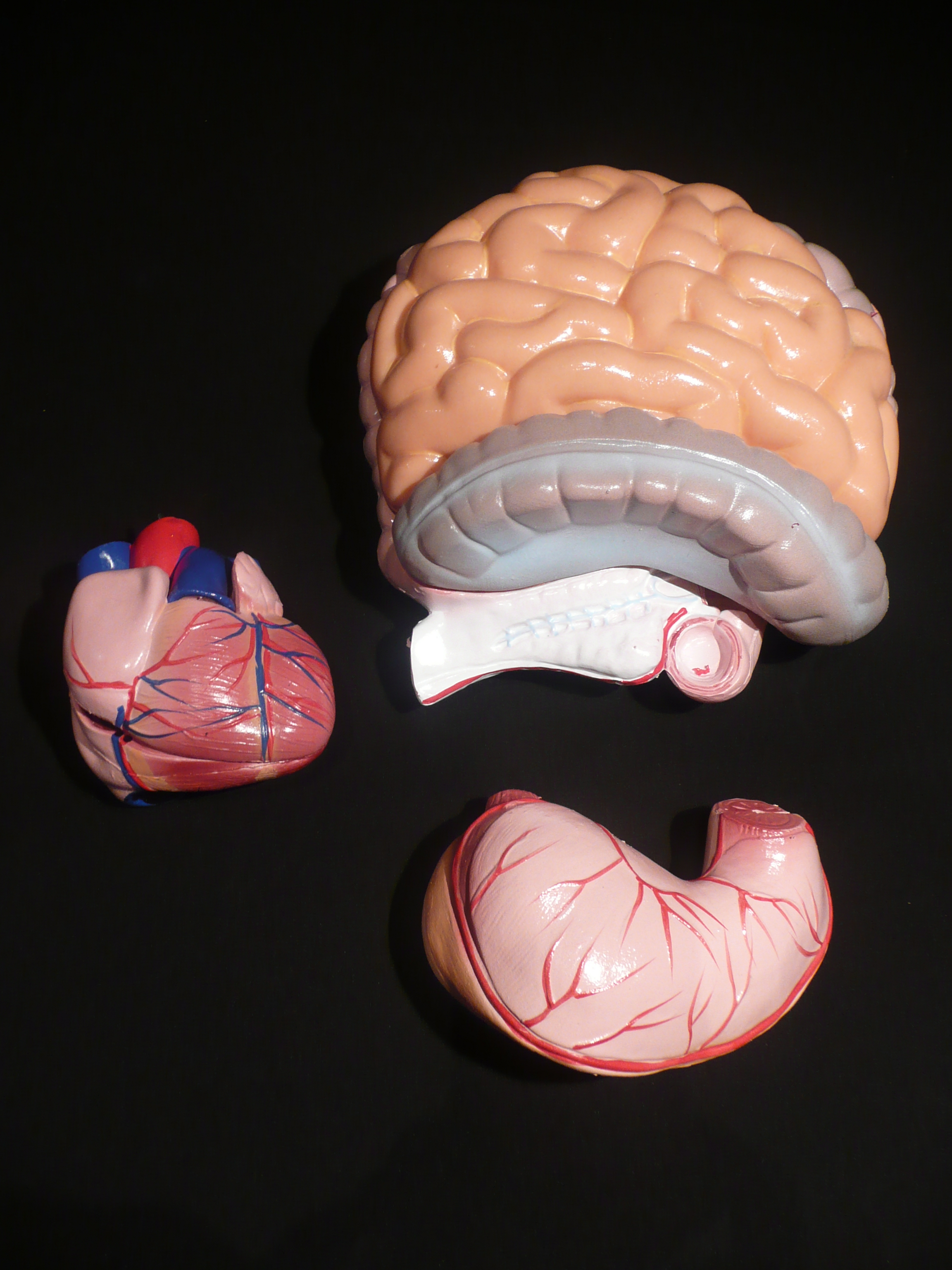 Anatomical Human 85cm Tall Unisex Torso Model | Torso Models – Products ...