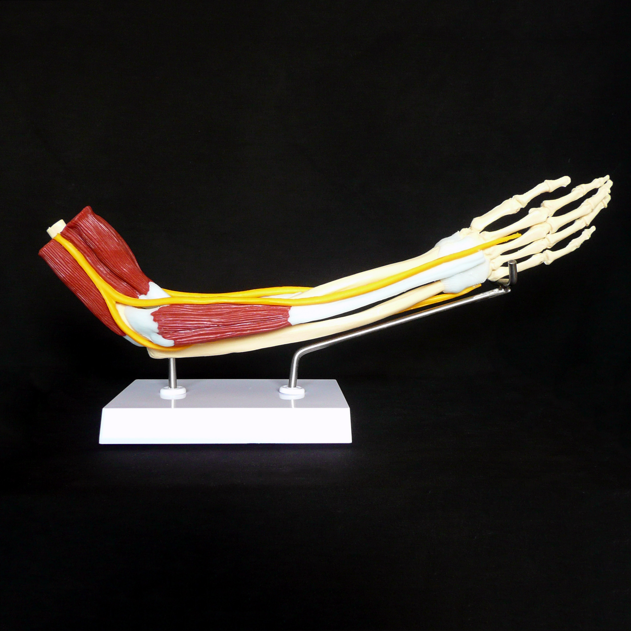Anatomical Human Advanced Elbow Joint Muscle Arm Model | Joints ...