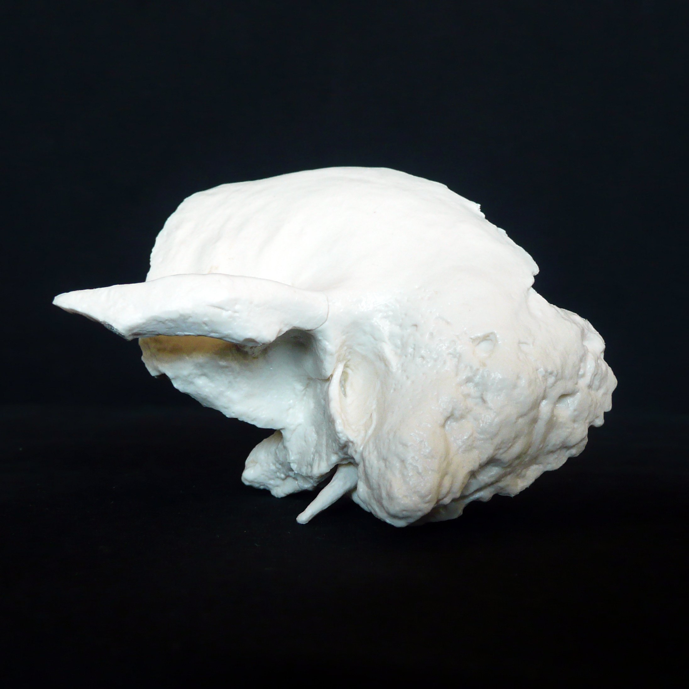 Anatomical Human Temporal Bone Model | Skull Models – Products ...