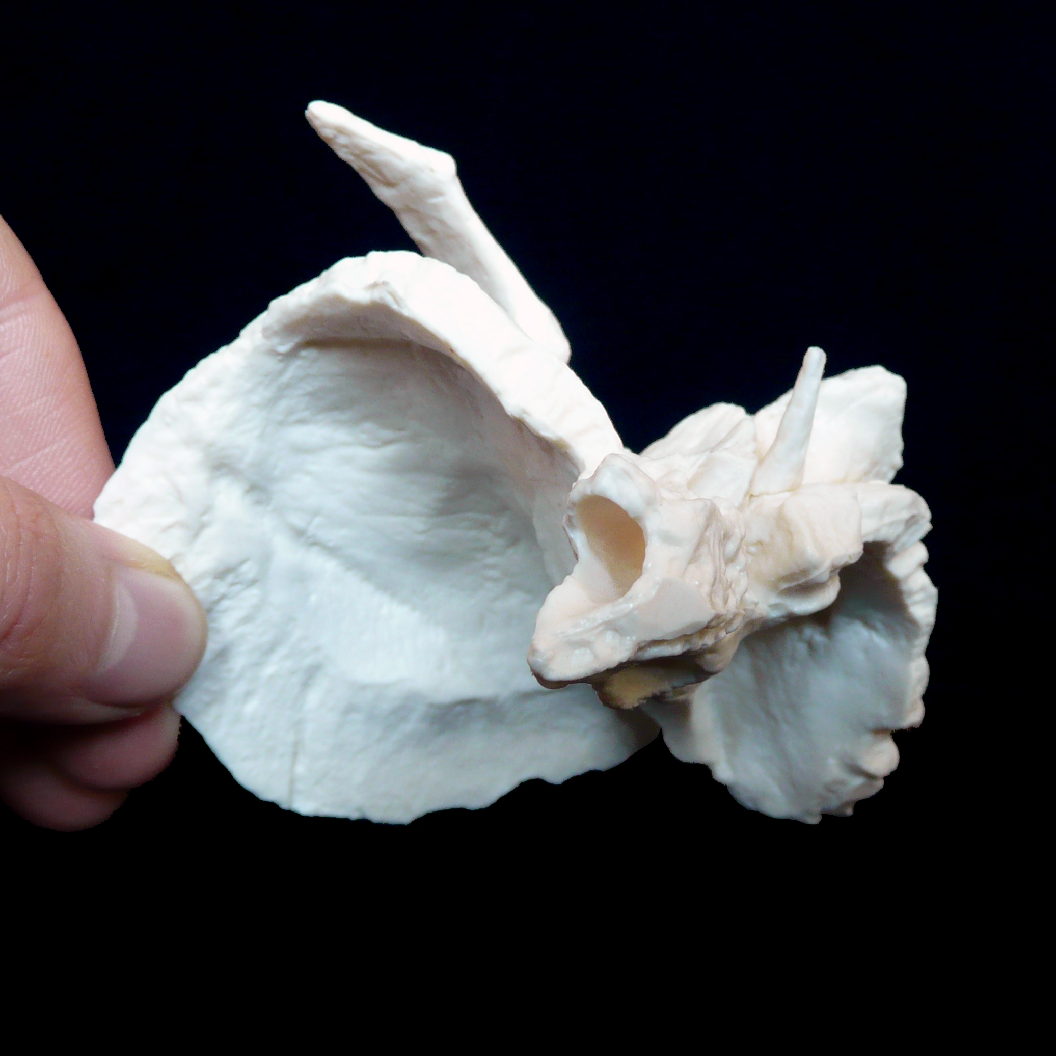 Anatomical Human Temporal Bone Model | Skull Models – Products ...