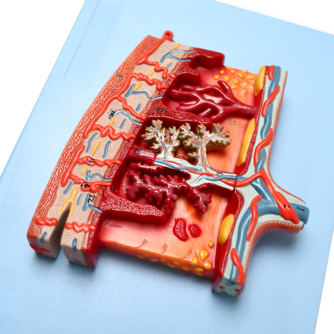 Human Placenta Anatomical Cross-Section Model | Female Anatomy ...