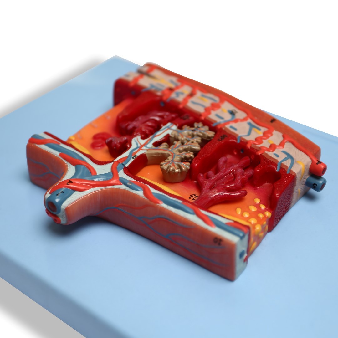 Human Placenta Anatomical Cross-Section Model | Female Anatomy ...
